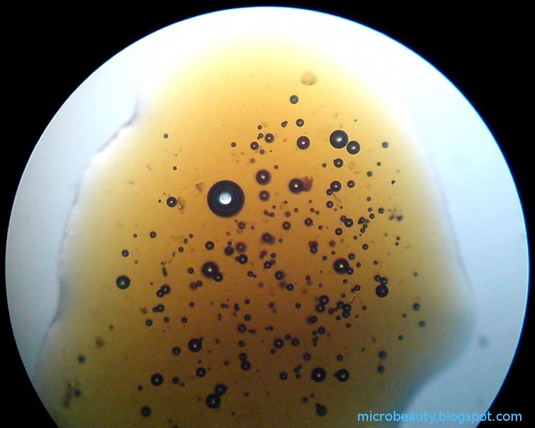 The Wonderful Microworld: Coffee, Puffed Rice, Flour and Grape Skin ...