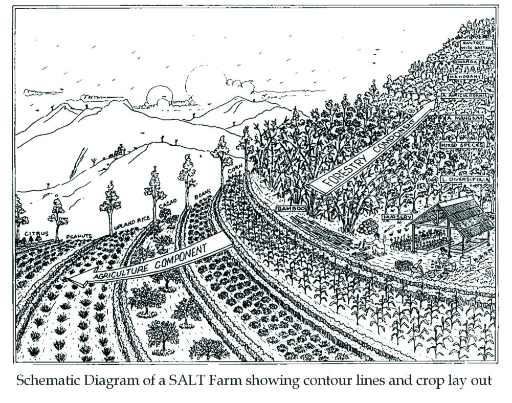 SIMPLY BUSINESS: SALT: AN ALTERNATIVE TO DESTRUCTIVE SLOPE FARMING