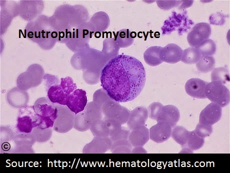 Lab Atlas: Neutrophil Promyelocyte