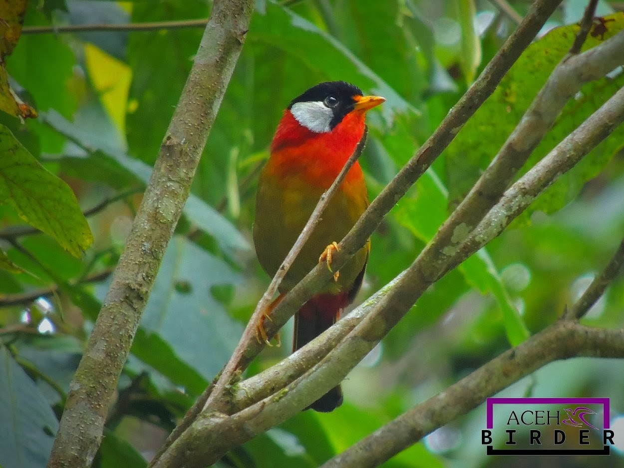 Birding in Sumatra, Birding in Indonesia: BIRDING IN LEUSER SUMATRA
