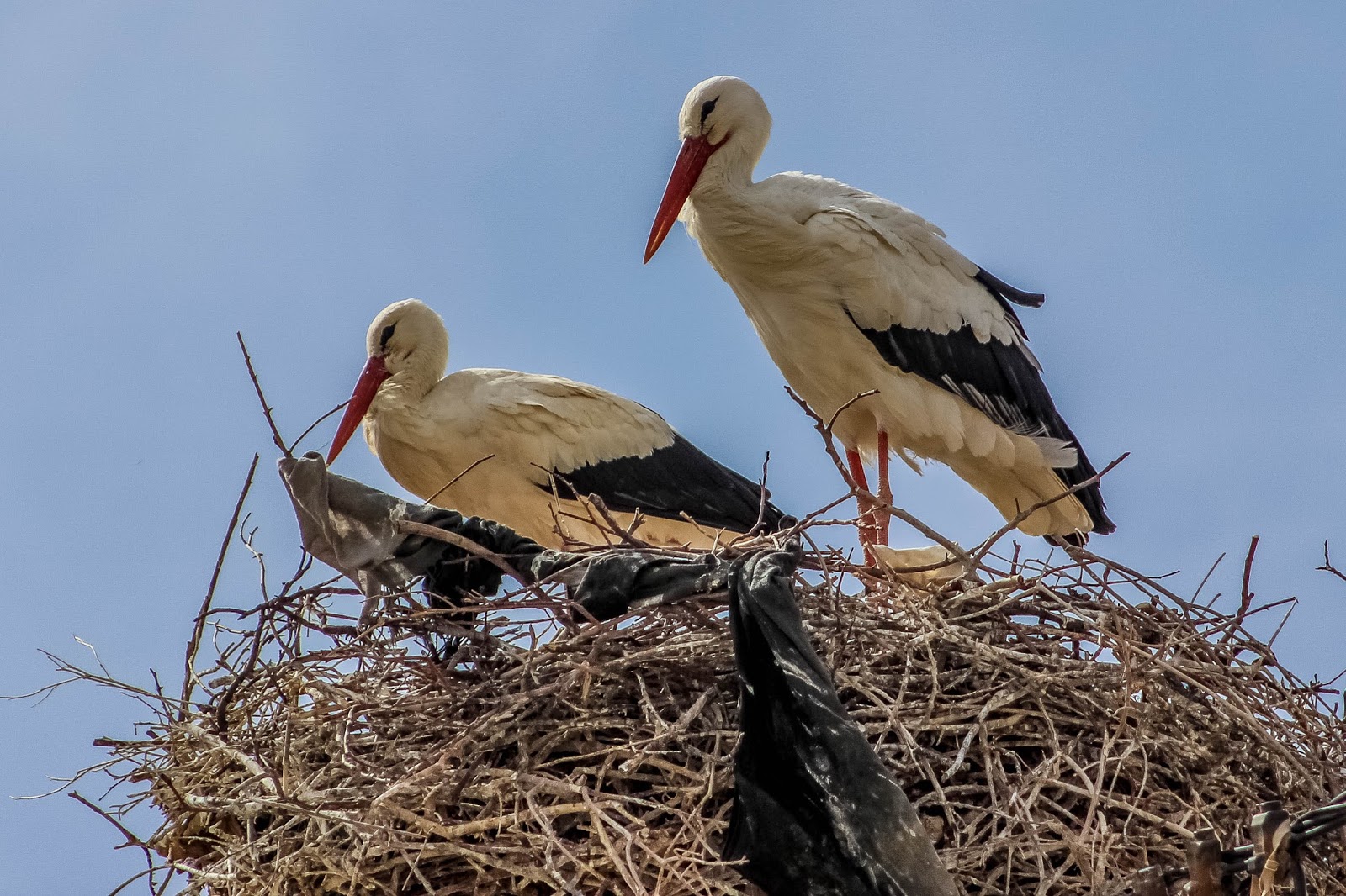 Cannundrums: White Stork - Morocco