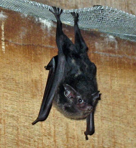 Knowledge of Animals: Bats Can To Drugs