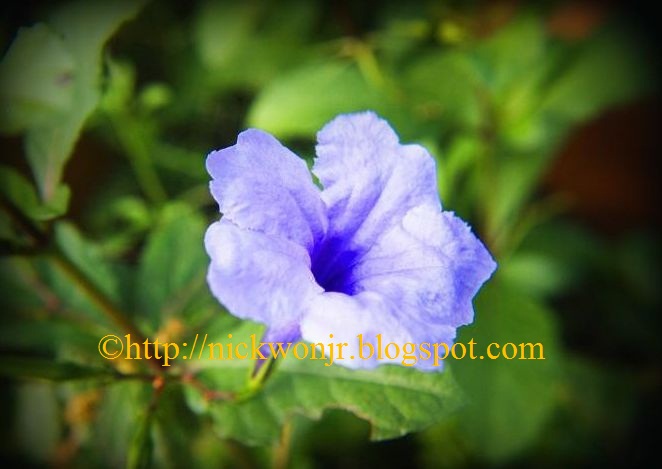 ONLINE BUSINESS.COM: FLOWERS FOR SELL (ASIAN FLOWERs)