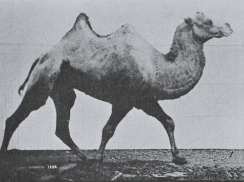 Amazing Eadweard Muybridge's Motion Photographs in the 19th Century ... Amazing Eadweard Muybridge's Motion Photographs in the 19th Century ...