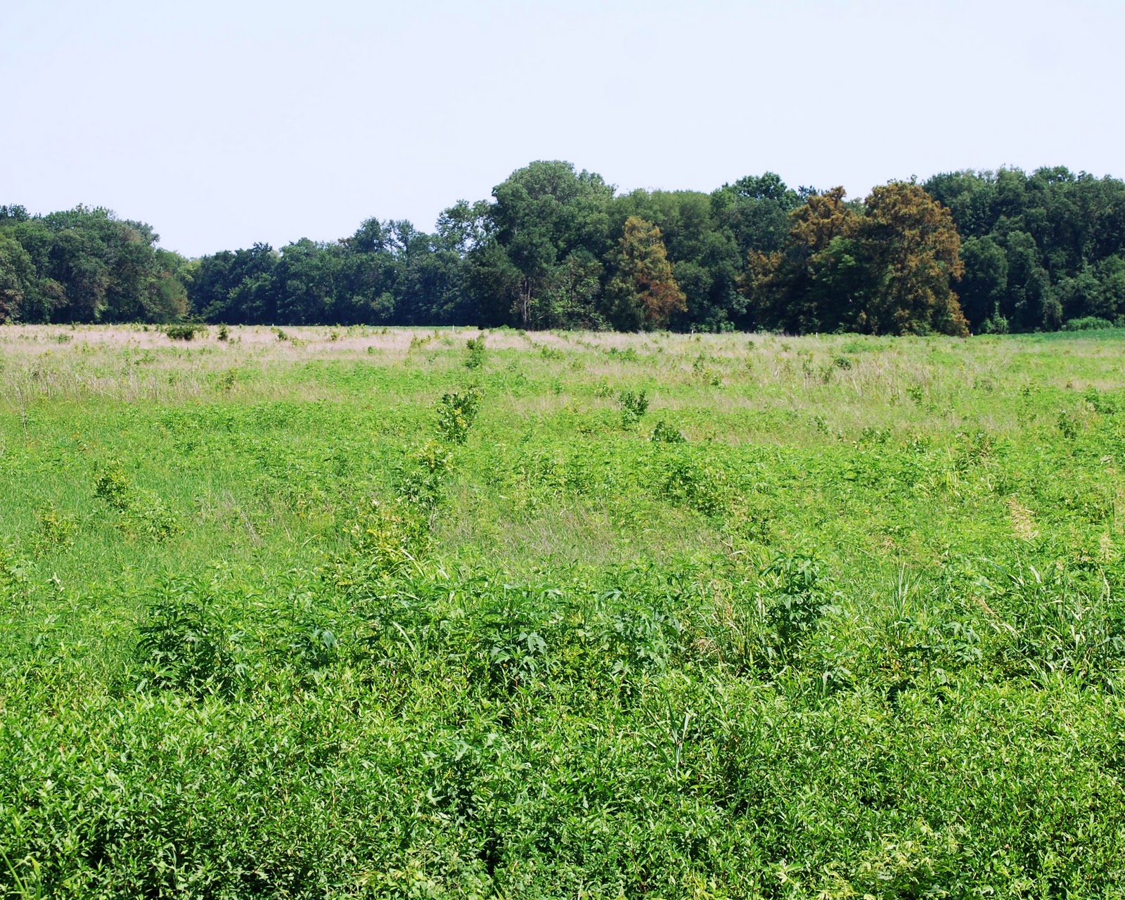 The Peace Bee Farmer: Invasive Insects