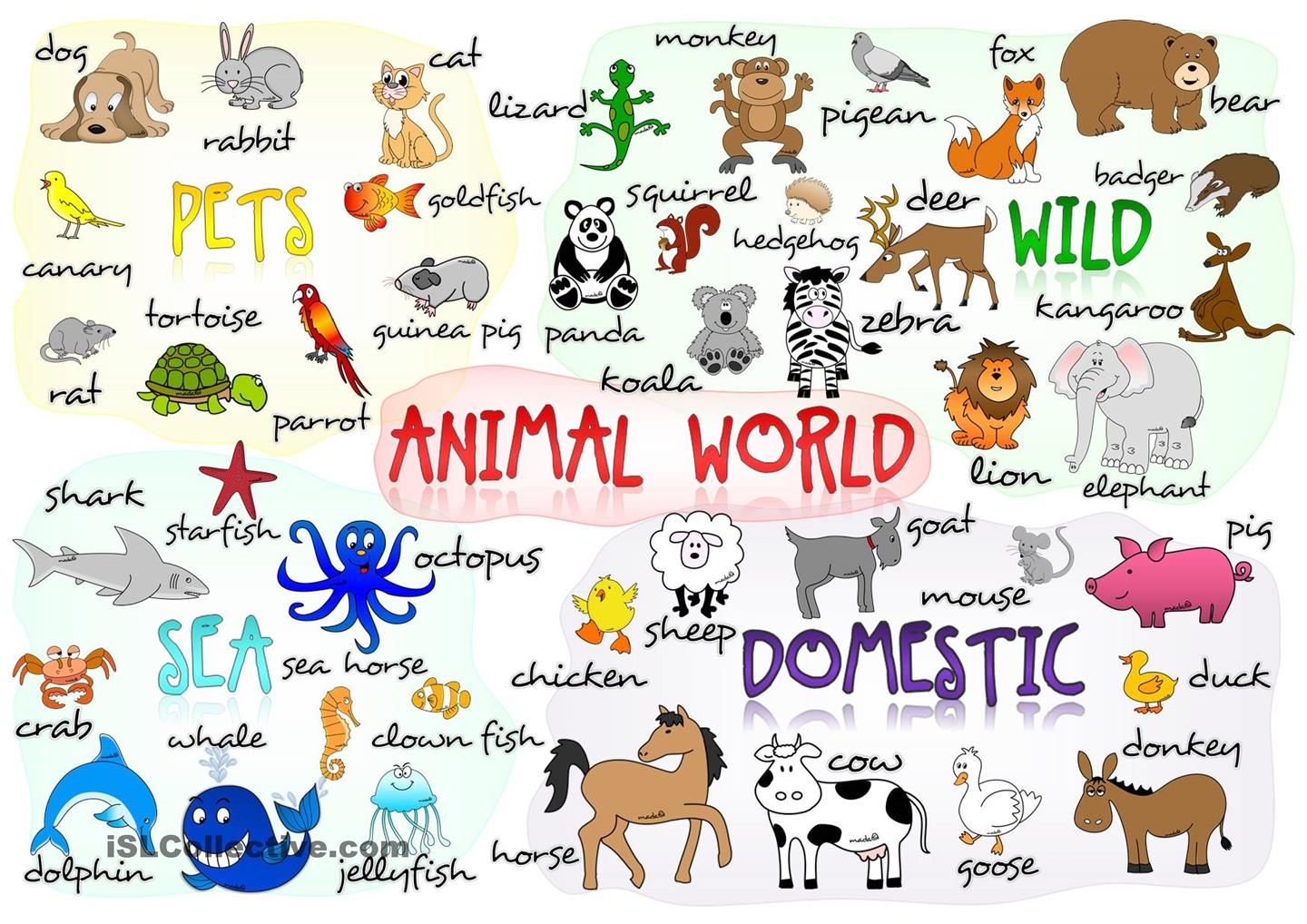 CPI Tino Grandío Bilingual Sections: Vocabulary about animals