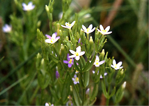 Flora medicinal, alimenticia y artesanal de la Ribera Navarra ...