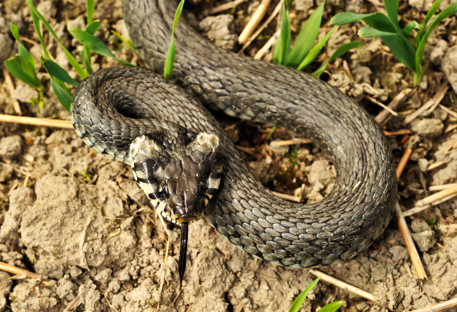 Roger Brendhagen: Buorm