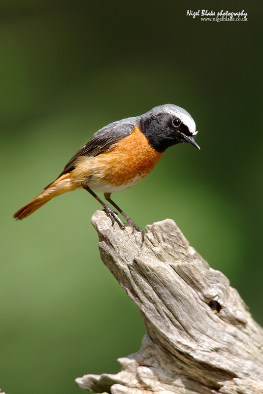 Nigel Blake nature photography: Some Welsh birds
