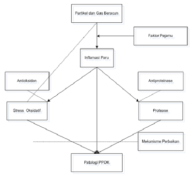 antometa208: Patogenesis Penyakit Paru Obstruktif Kronik (PPOK)