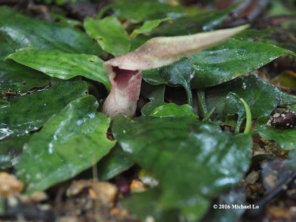 The rainforests of Borneo & Southeast Asia: Visiting Cryptocoryne ...