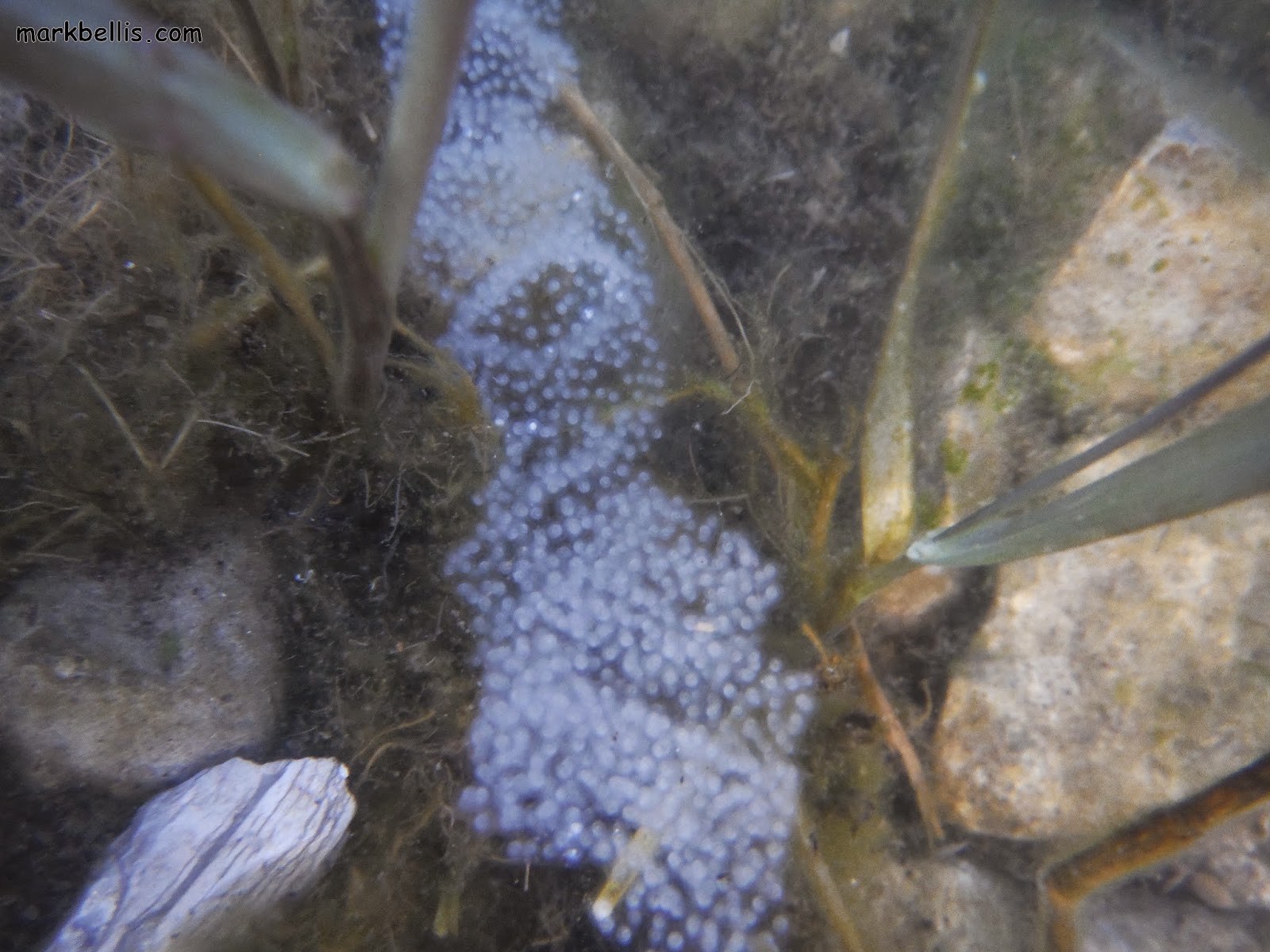 Mark Bellis: Yellow Perch Spawning