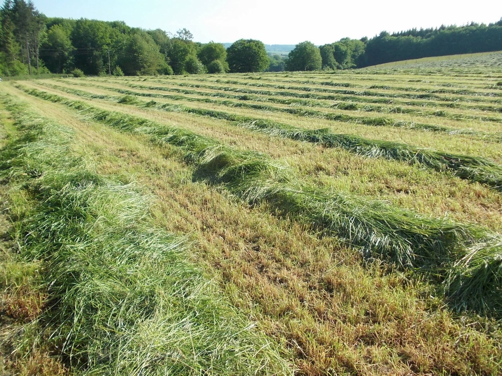 Voillans, village du Doubs, site officiel: Premiers andains