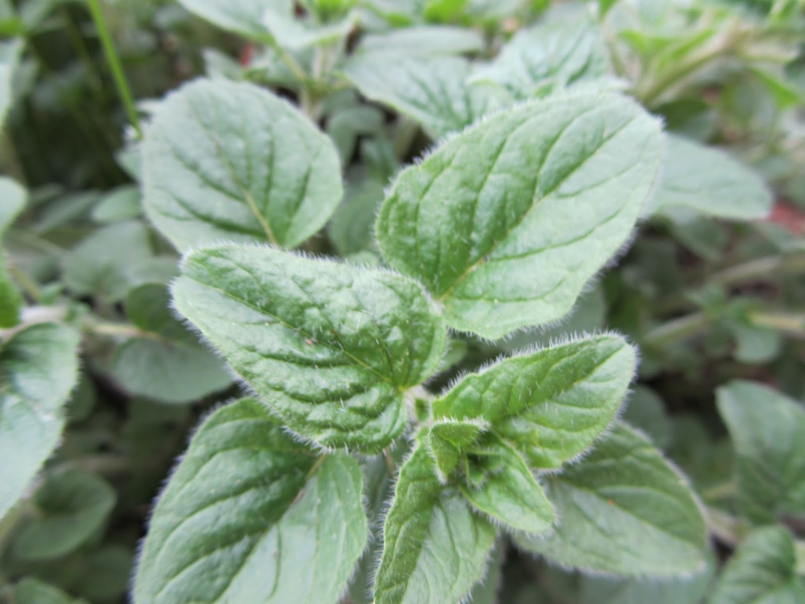 Qual è la Pianta della Menta? Come si Coltiva? | Il Gusto Della Natura