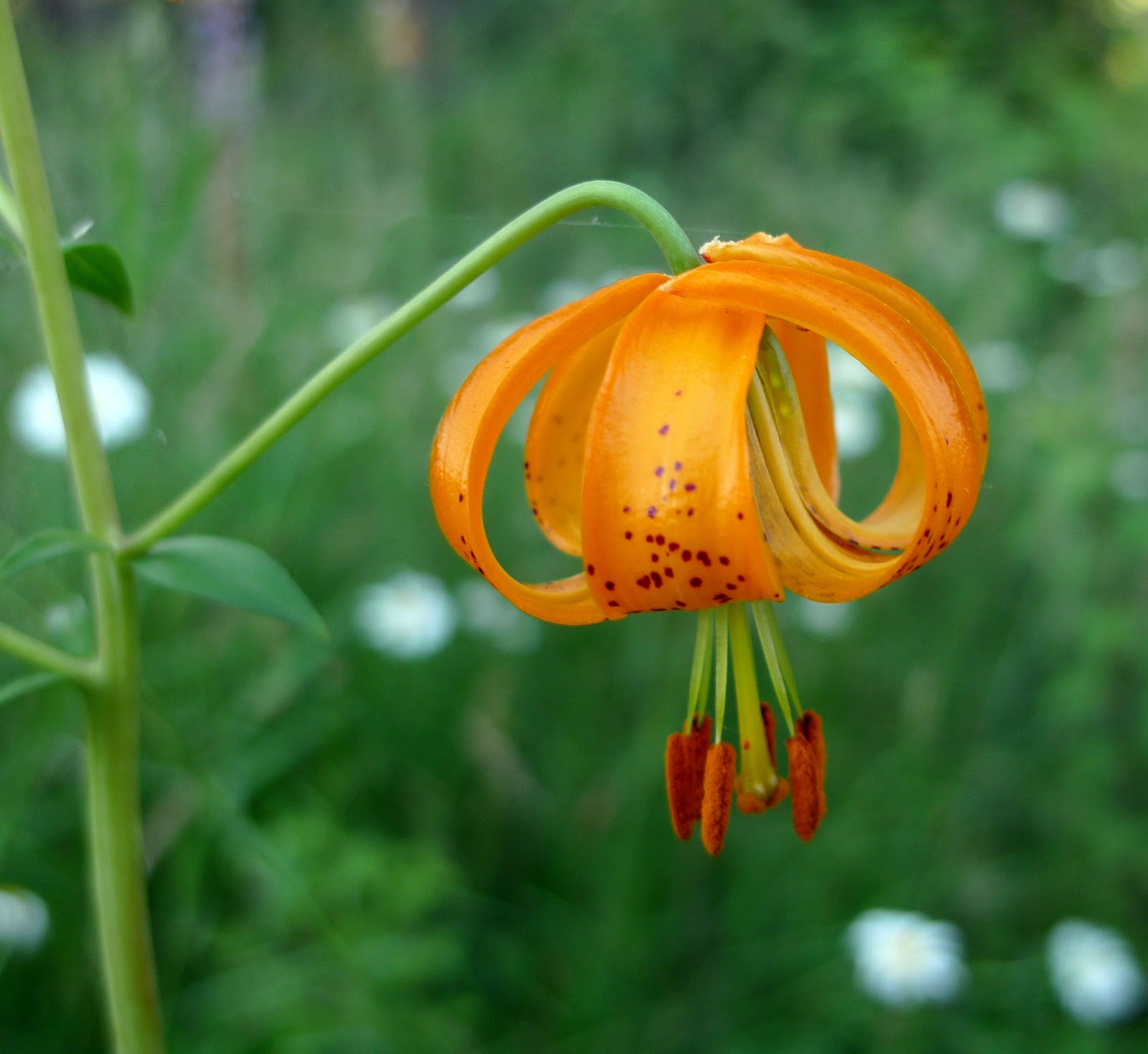 Wild Harvests: Beautiful Bitter-ish Columbia Lily