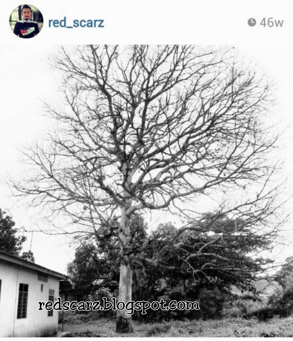 DAUS REDSCARZ: Aku & S2 Part 16 :: Pokok dan Ranting