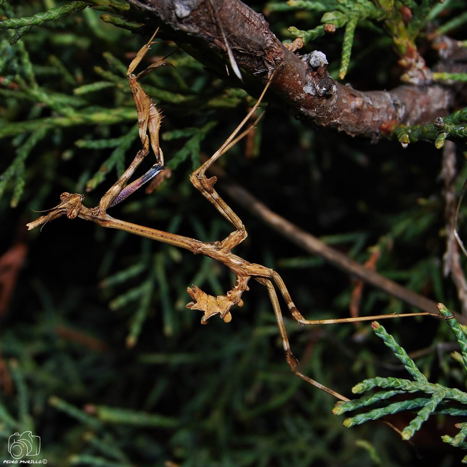 Las excursiones de Murillo "murillonature": Mantis palo (Empusa pennata ...