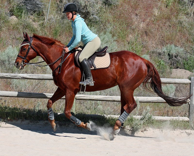 SprinklerBandits: Conformation of the Event Horse: Thoroughbred Edition