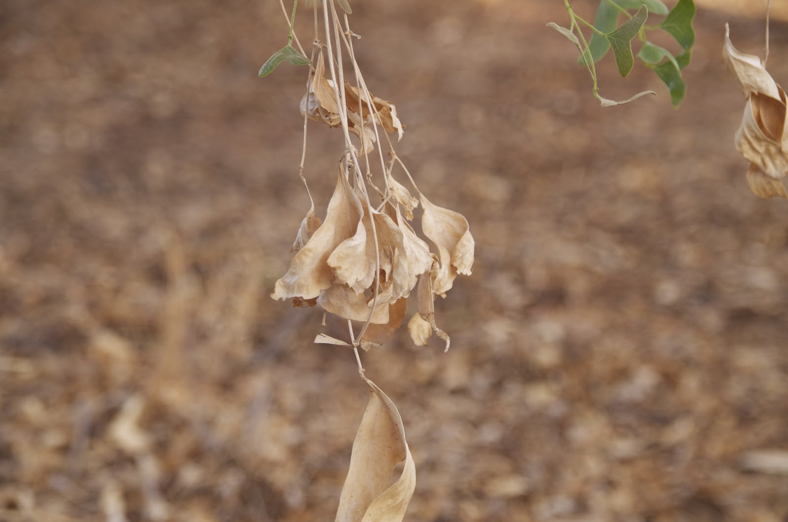 Scatterlings: Batwing Coral Tree ~ Erythrina vespertilio