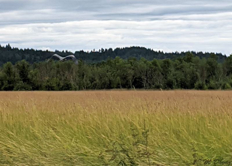 Studio Window: Fern Ridge Wildlife Area