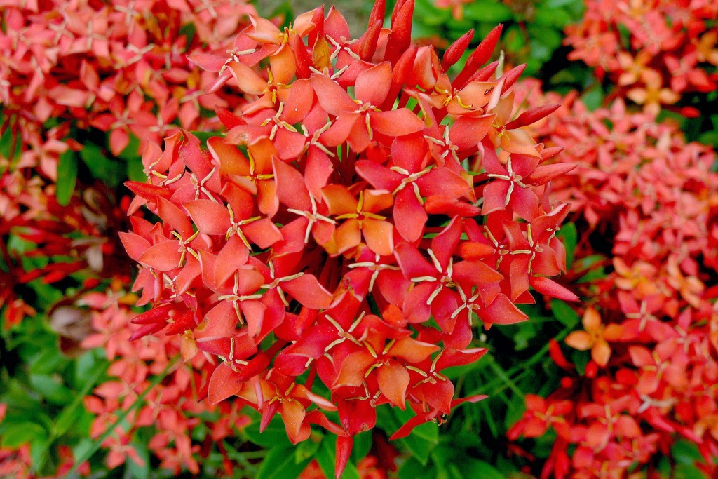DIÁRIO COM A NATUREZA: 11 DE ABRIL - IXORA - FLOR