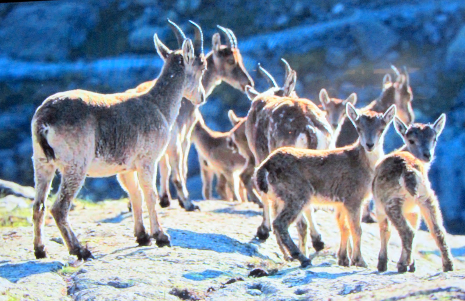 VENTANAS AL PENSAMIENTO: CANDELEDA (Ávila).