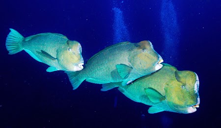 The Presurfer: Awkward-Looking Fish Modify The Coral-Reef Ecosystem In ...