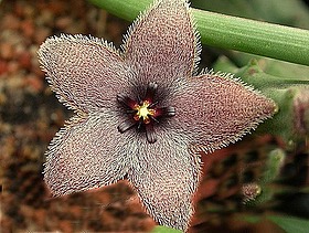 STAPELIA SPECIES ~ Cactus and suculents