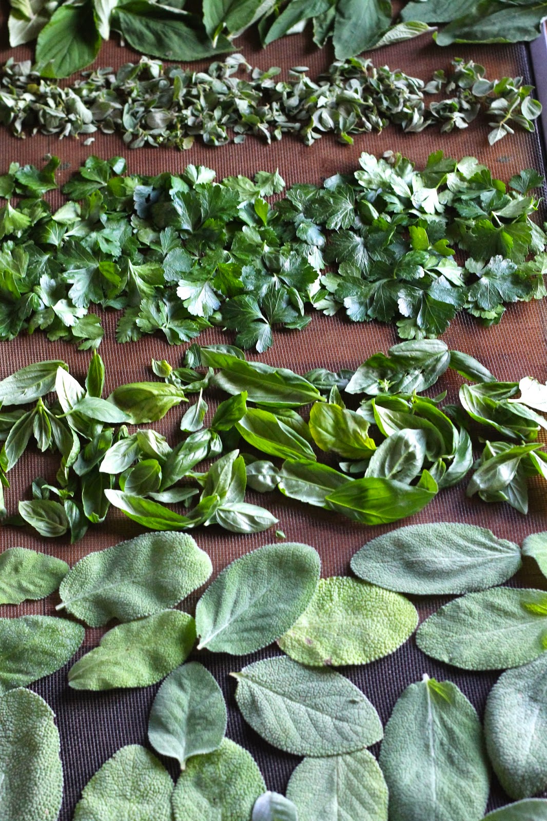 Where Your Treasure Is: Drying and Preserving Herbs