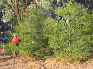 Robin's Double Life: Growing Australian trees from seed