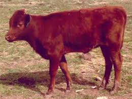 Rejoice and Rejoice: What is the significance of a red heifer in the ...