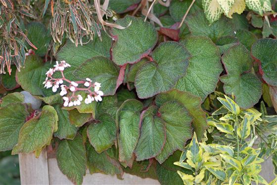 Всё о бегониях и не только...: Begonia 'Morocco', Begonia 'New Moon ...