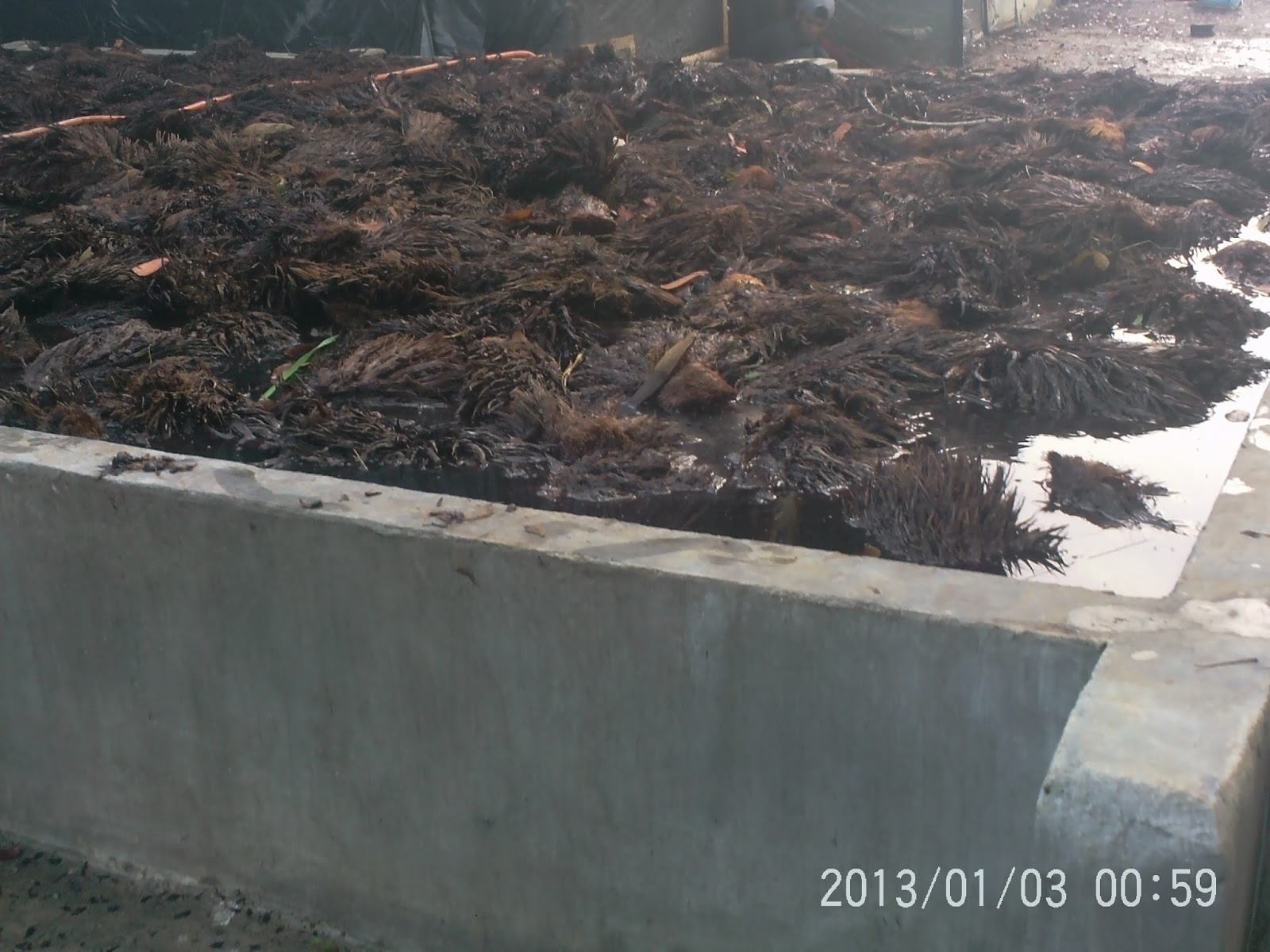 LINTANG JAMUR INDUSTRY: BUDIDAYA JAMUR MERANG MEDIA SAWIT (TANGKOS)