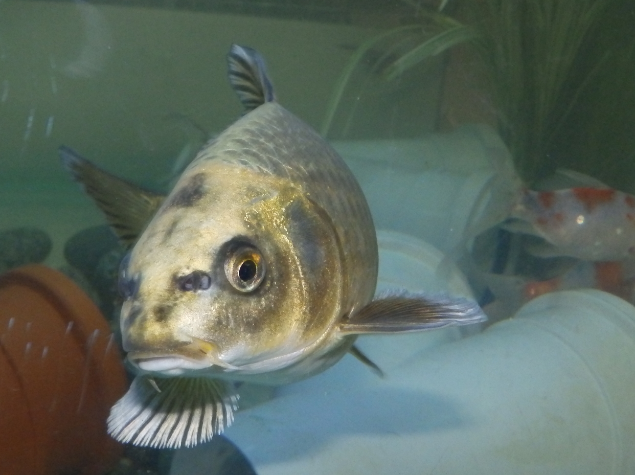 Reptiles Amphibians & Fish: GIN RIN GHOST KOI