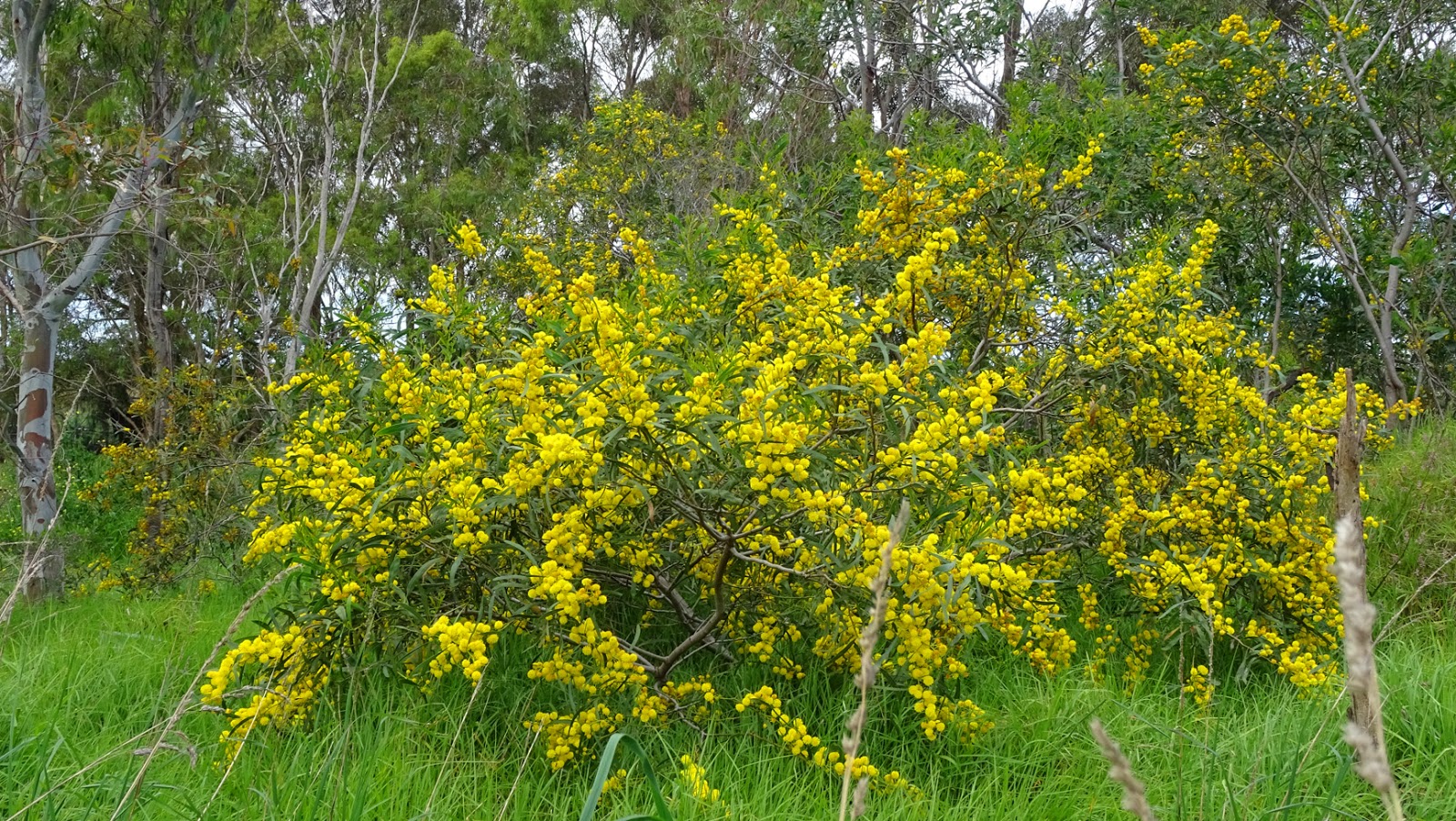 MAP: MELBOURNE STREET TREES 170 - GOLDEN WATTLE
