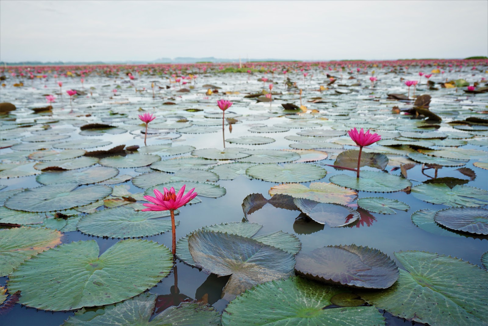 Off The Beaten Path - Phatthalung : Thale Noi, The Highlight ...