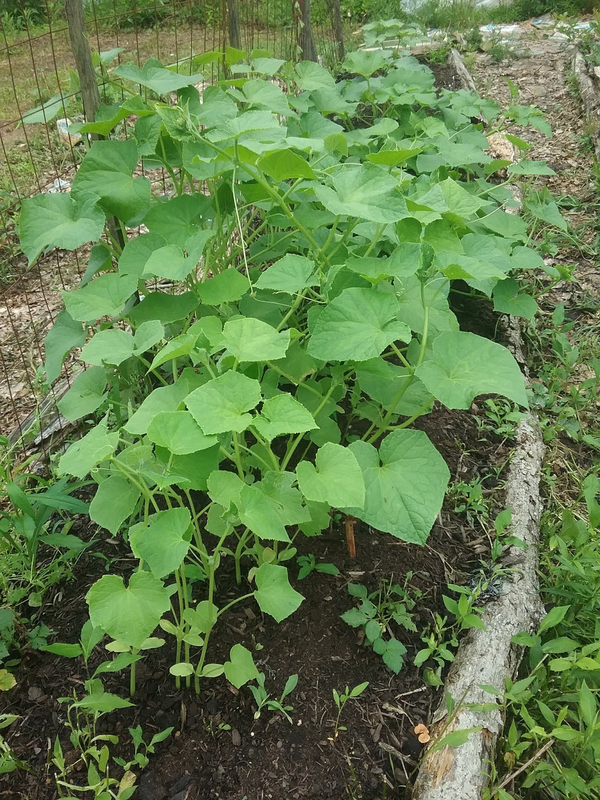 Vegans Living Off the Land: Blueberry & vertical trellis biodiverse garden