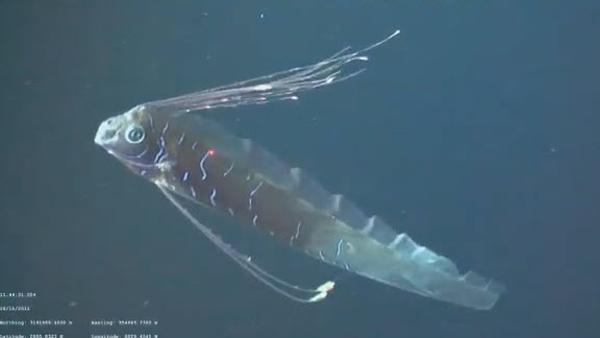 Area de Pesca: Pez Remo: Filmaron a este habitante de la profundidad en ...