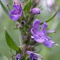 PURIFICAME CON HISOPO.