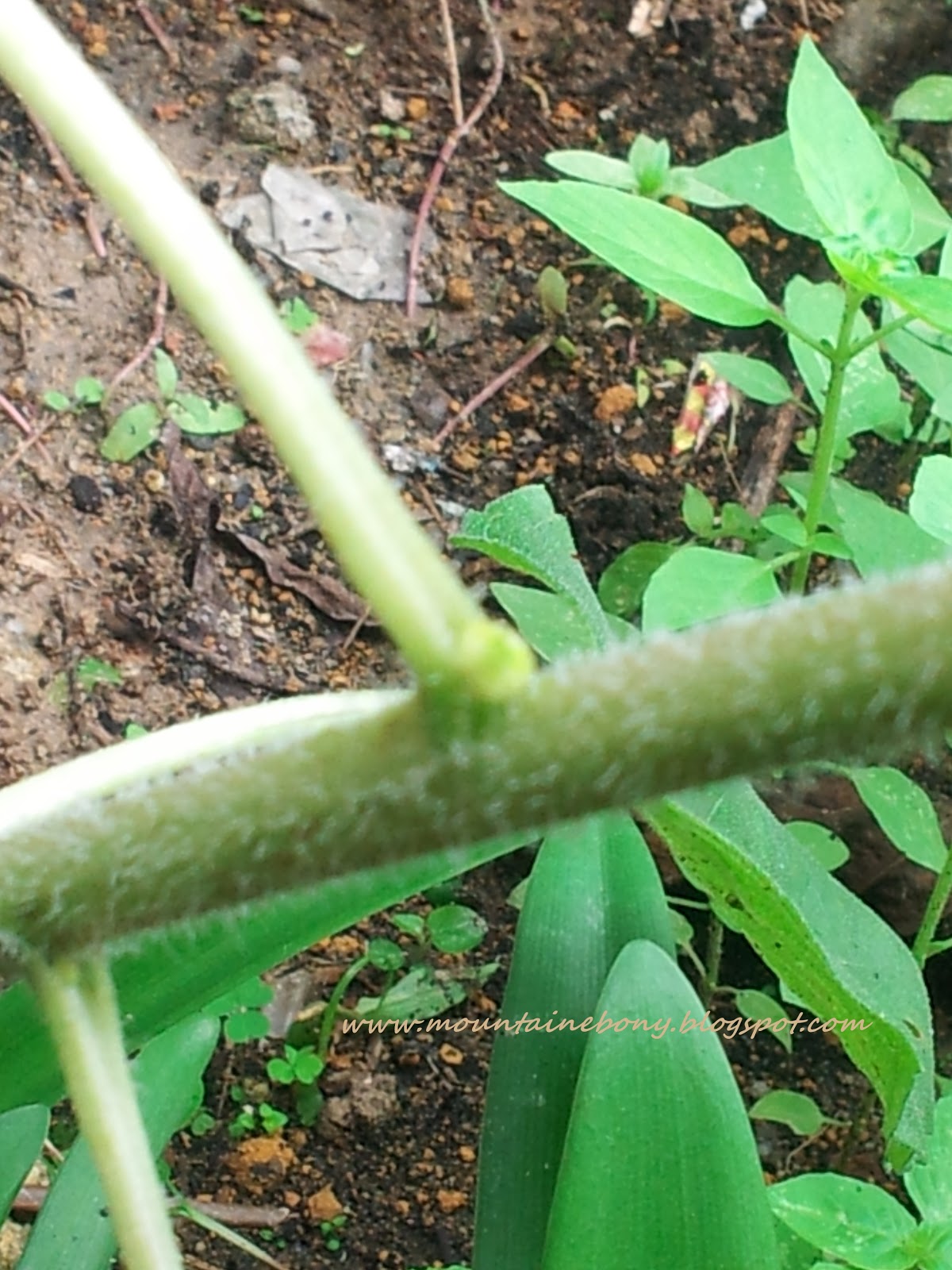 "SUKA SUKA ": Kudup Bunga Matahari Lagi