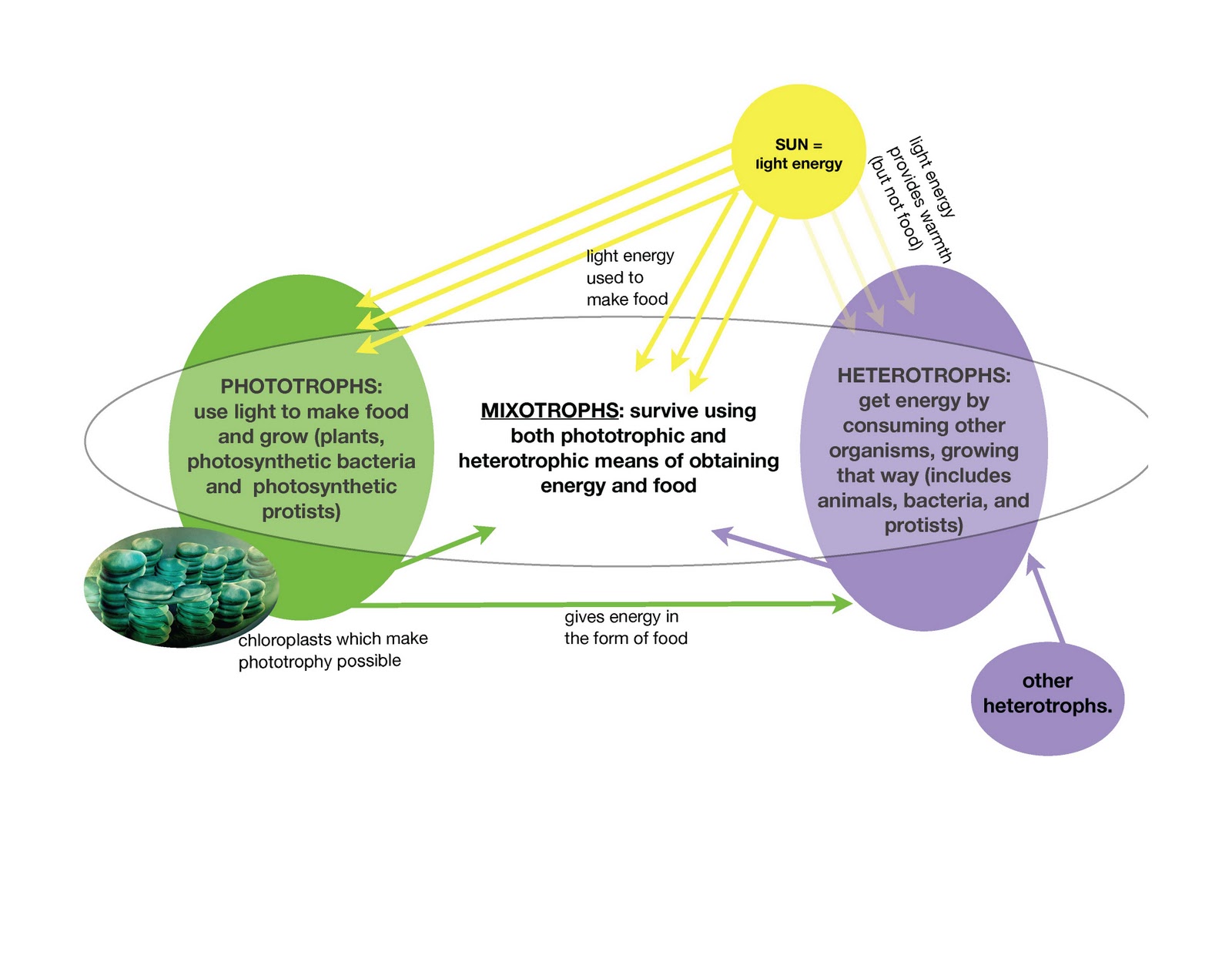 Mixotroph - Alchetron, The Free Social Encyclopedia