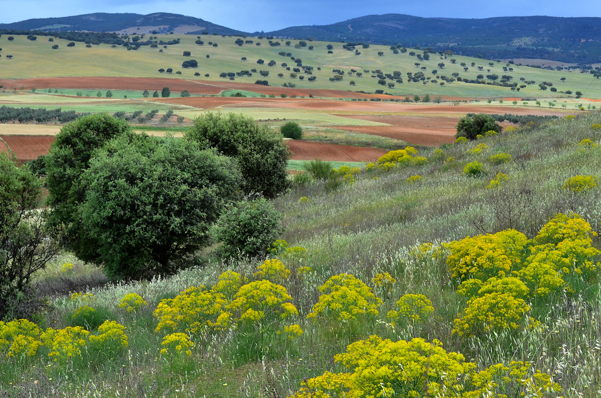 ALMANAQUE NATURAL: El Encinar Manchego Occidental