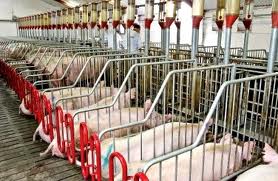 Why We Use Individual Gestation Pens For Our Pigs
