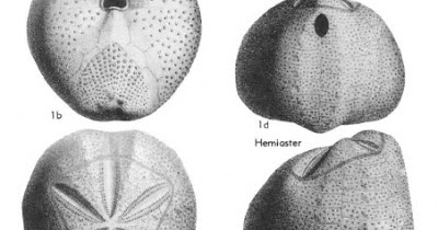 Variety of Life: Hemiaster