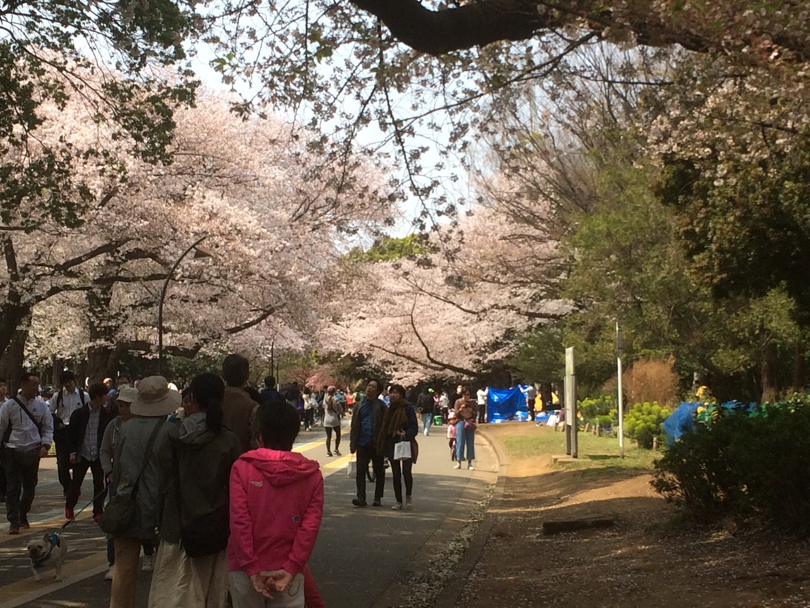 Our Adventures in Japan: sakura walk (komazawa olympic park)
