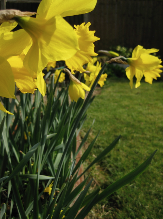 drawdrawdraw: Cathy Cullis - a favourite artist