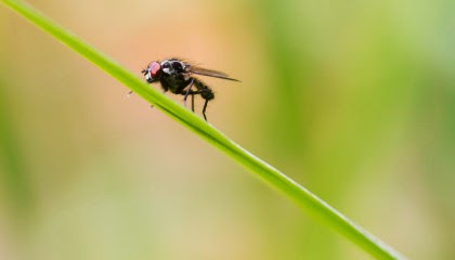 Shoo Fly - How To Deal With Pesky Flies