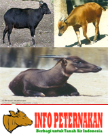 Mengenal Karakteristik Anoa ~ Peternakan