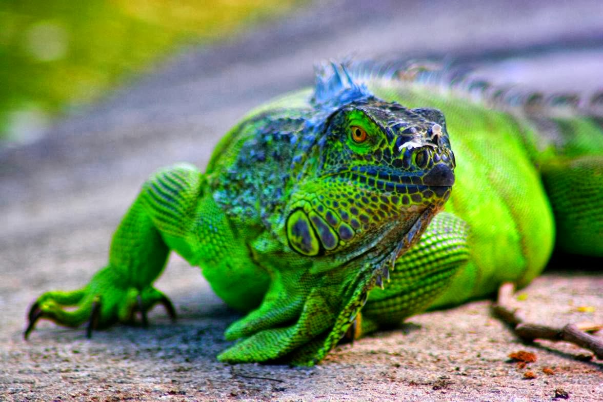Salve o Verde - Fortaleza: Fauna do Cocó: Iguana-Verde