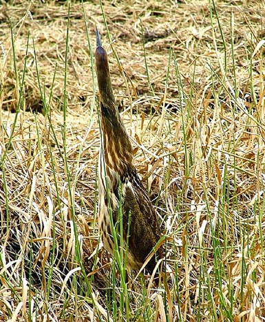 C A M O U P E D I A: Bittern Camouflage